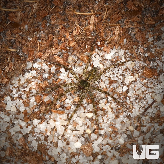 White Banded Fishing Spider True Spider by Underground Reptiles