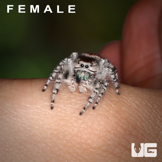Phidippus Adumbratus Jumping Spider True Spider by Underground Reptiles