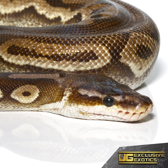 Pewter Ball Python by Underground Reptiles