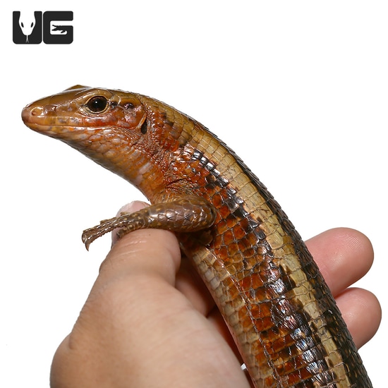 Western Girdled Lizard More Lizard by Underground Reptiles