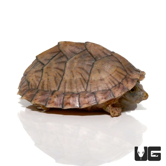 Razorback Musk Turtle Mud & Musk Turtles by Underground Reptiles
