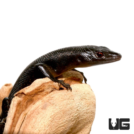 Solomon Island Black Tree Skink Monkey-Tailed Skink by Underground Reptiles