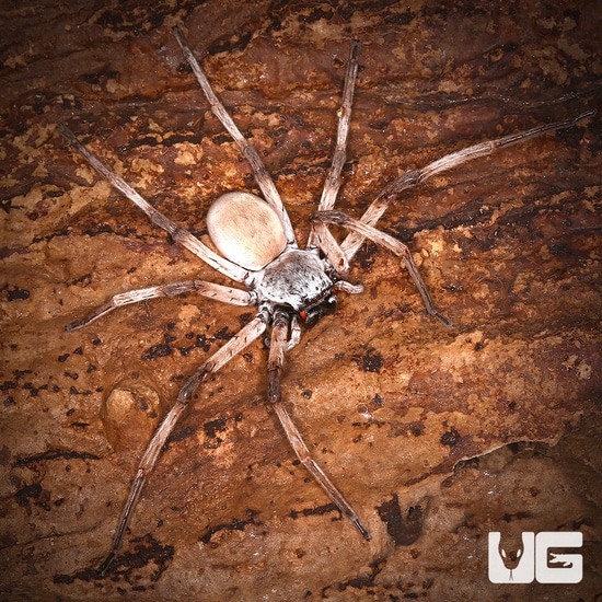 Desert Huntsman Spider True Spider by Underground Reptiles