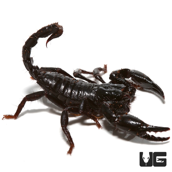 Minotaur Forest Scorpion by Underground Reptiles