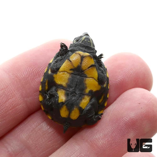 Baby Three Striped Mud Turtle Mud & Musk Turtles by Underground Reptiles