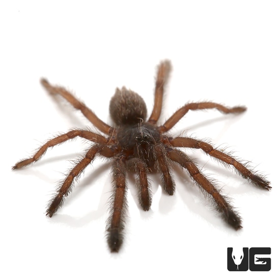 Ecuador Violet Tree Spider True Spider by Underground Reptiles