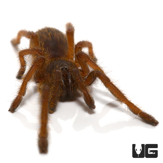 Chinese Bird Spider True Spider by Underground Reptiles