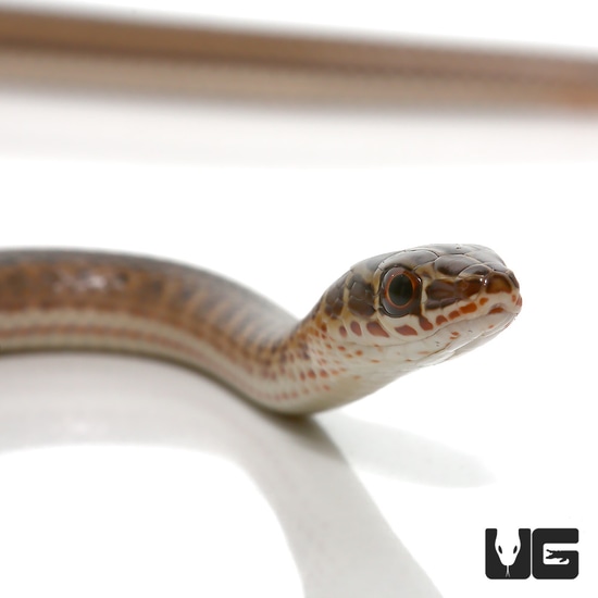 West African Garter Snake by Underground Reptiles