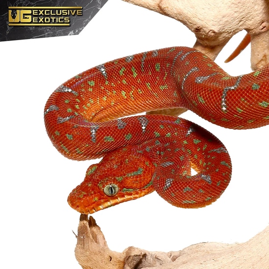 Red Emerald Tree Boa Northern Emerald Tree Boa by Underground Reptiles