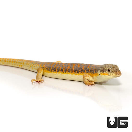 Schneider’s Skink Other Skink by Underground Reptiles