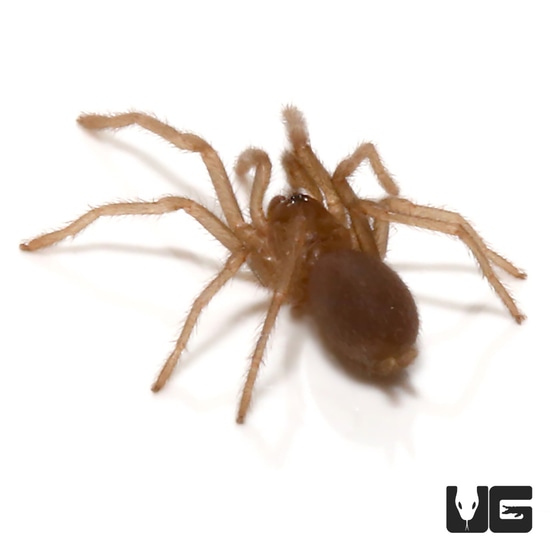 Philippine Tangerine Tarantula by Underground Reptiles