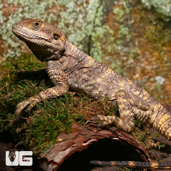 Painted Agama More Lizard by Underground Reptiles