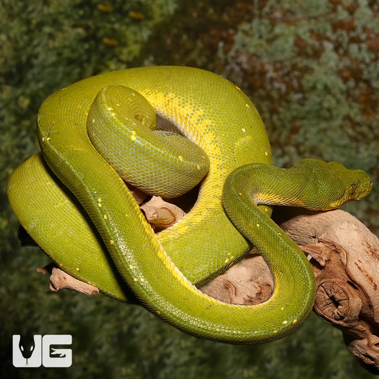 Jayapura Green Tree Python #9 by Underground Reptiles