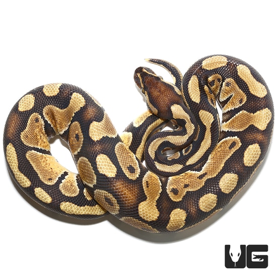 Enchi Disco (Pos Hurricane) 100% Het Hypo 66% Het Rainbow Ball Python ...