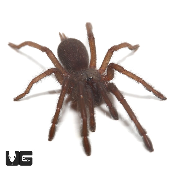Vietnam Electric Blue Earth Tiger Tarantula (1-2”) by Underground Reptiles