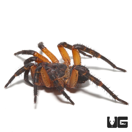 Orange Armored Trapdoor Spider (1-2”) True Spider by Underground Reptiles