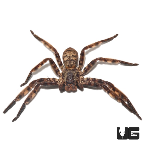 Purple Huntsman Spiders True Spider by Underground Reptiles
