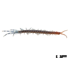 Centipedes for Sale - MorphMarket US & Canada