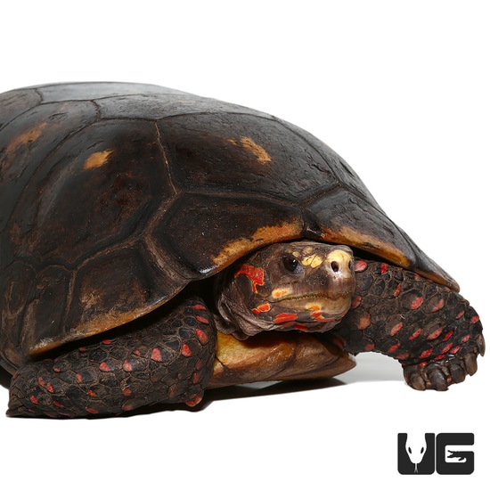 Giant Redfoot Tortoise Red-Footed Tortoise by Underground Reptiles