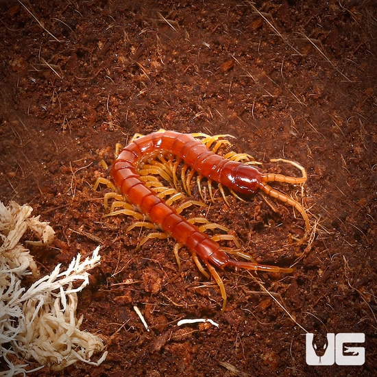 Eastern Red Centipede by Underground Reptiles