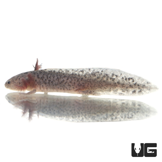 Axanthic Axolotl by Underground Reptiles