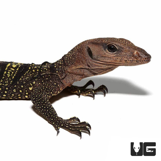 Spiny Neck Monitor Other Monitor by Underground Reptiles
