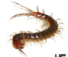 Centipedes for Sale - MorphMarket US & Canada