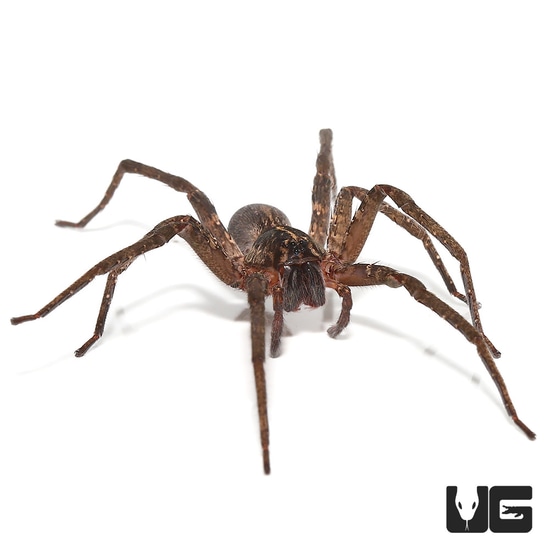 Ten Spot Wandering Spider True Spider by Underground Reptiles