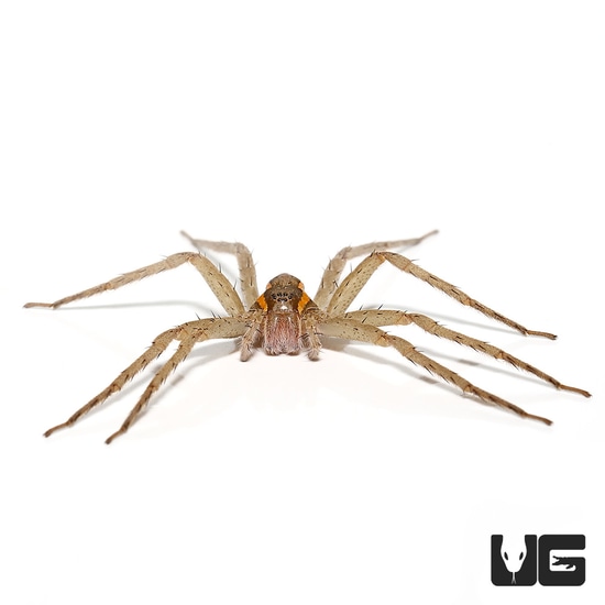 Nigerian Striped Fishing Spider True Spider by Underground Reptiles