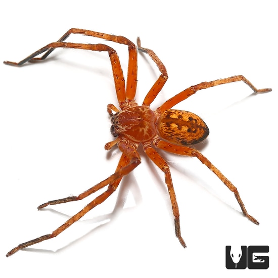 Cameroon Gold Huntsman True Spider by Underground Reptiles