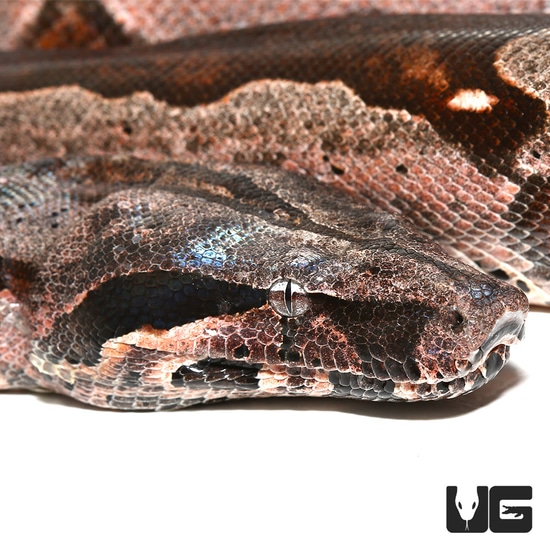 Guyana Redtail Boa 3 True Red-Tailed Boa Constrictor by Underground ...