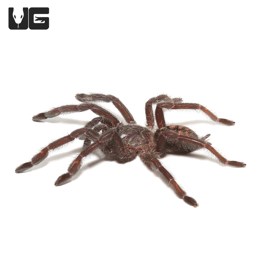 Venezuelan Suntiger Tarantula by Underground Reptiles - MorphMarket
