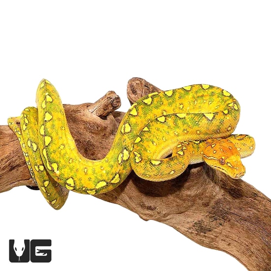 Biak Green Tree Python by Underground Reptiles