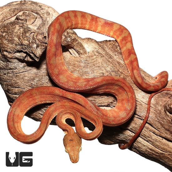 Colored Amazon Tree Boa by Underground Reptiles