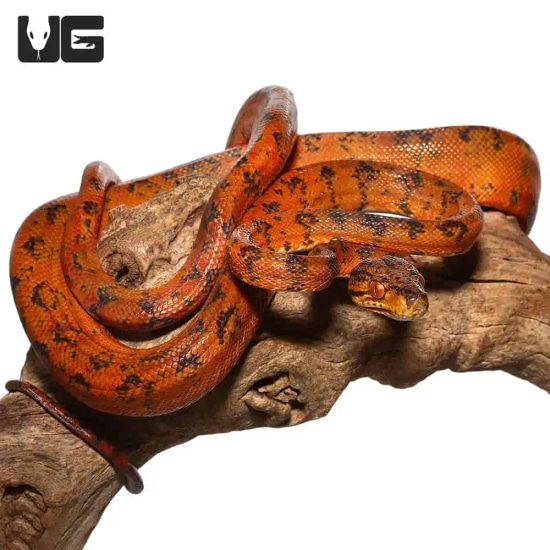 Colored Amazon Tree Boa by Underground Reptiles