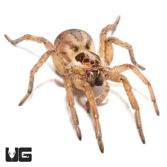 Egyptian Wolf Spider True Spider by Underground Reptiles