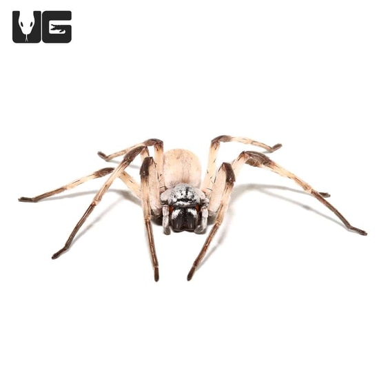 Desert Huntsman Spider True Spider by Underground Reptiles