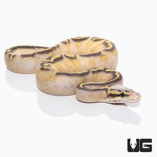 Pastel Highway Ball Python by Underground Reptiles