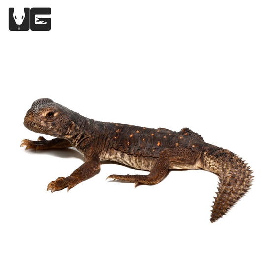 Egyptian Uromastyx More Lizard by Underground Reptiles