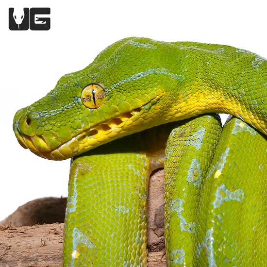 Sorong Green Tree Python by Underground Reptiles