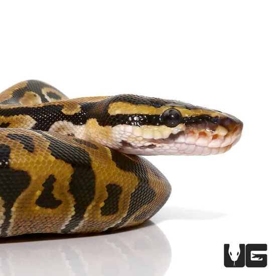 Normal Ball Pythons by Underground Reptiles