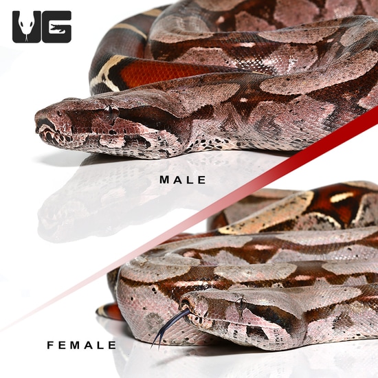 Guyana Redtail Boa Pair True Red-Tailed Boa Constrictor by Underground ...
