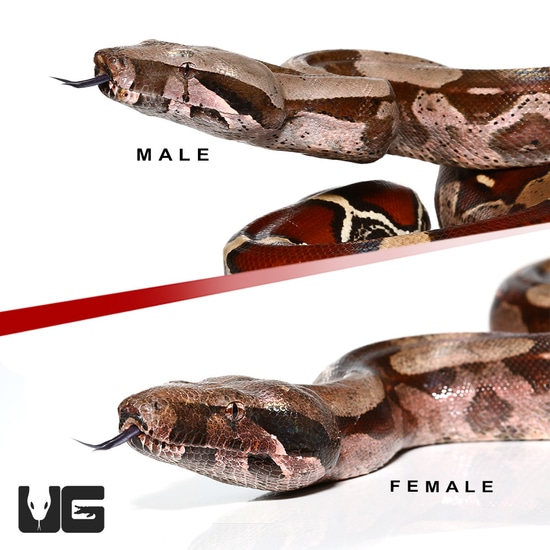 Guyana Redtail Boa Pair True Red-Tailed Boa Constrictor by Underground ...