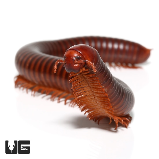 Red Banded Spike Tail Millipede by Underground Reptiles