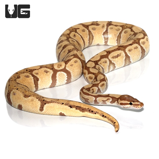 Banana Het Clown Ball Python by Underground Reptiles