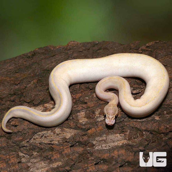 Ivory Het Clown Ball Python by Underground Reptiles