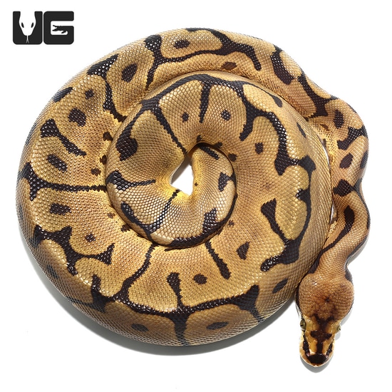 Leopard Spider Ball Python by Underground Reptiles