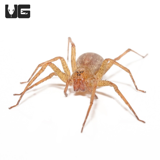 Olive Wandering Spider True Spider by Underground Reptiles