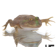 Bullfrogs for Sale - MorphMarket US & Canada