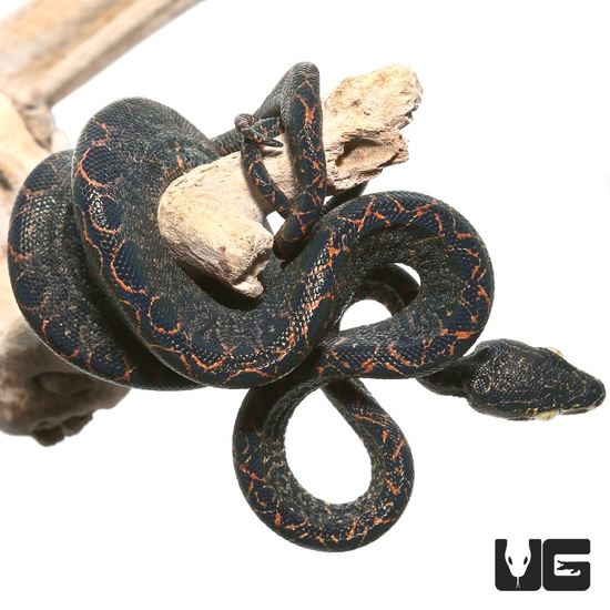Halloween Phase Amazon Tree Boa by Underground Reptiles